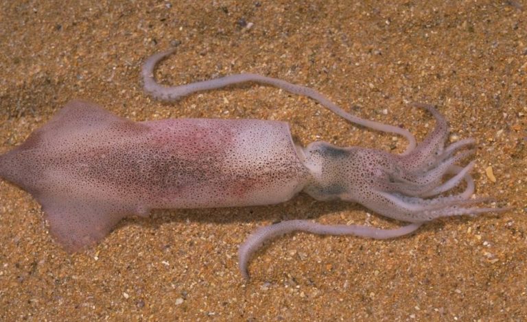 Apa Bedanya Cumi-cumi dengan Sotong - Apabedanya.com