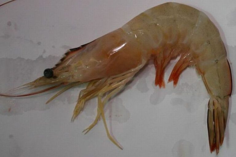 Jenis-Jenis Udang yang Hidup di Perairan Indonesia - Apabedanya.com