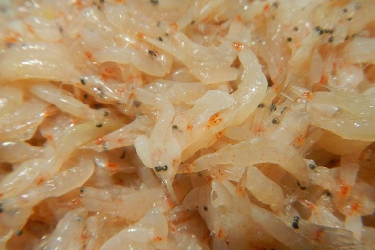 Jenis-Jenis Udang yang Hidup di Perairan Indonesia - Apabedanya.com