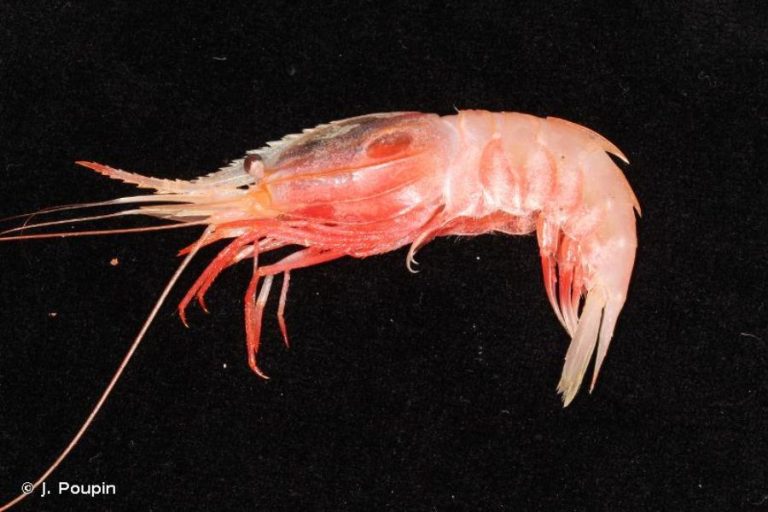 Jenis-Jenis Udang yang Hidup di Perairan Indonesia - Apabedanya.com