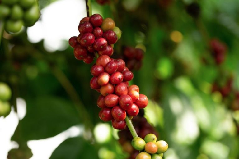 Apa Bedanya Kopi Arabica dengan Robusta - Apabedanya.com